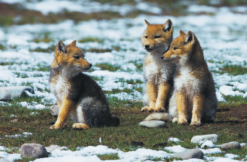 Wild moments - Chinadaily.com.cn