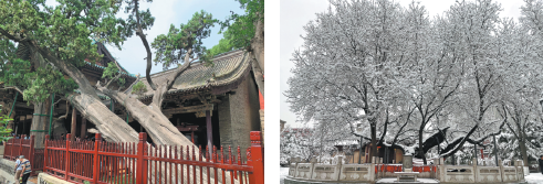 Province branches out into tree protection - Chinadaily.com.cn