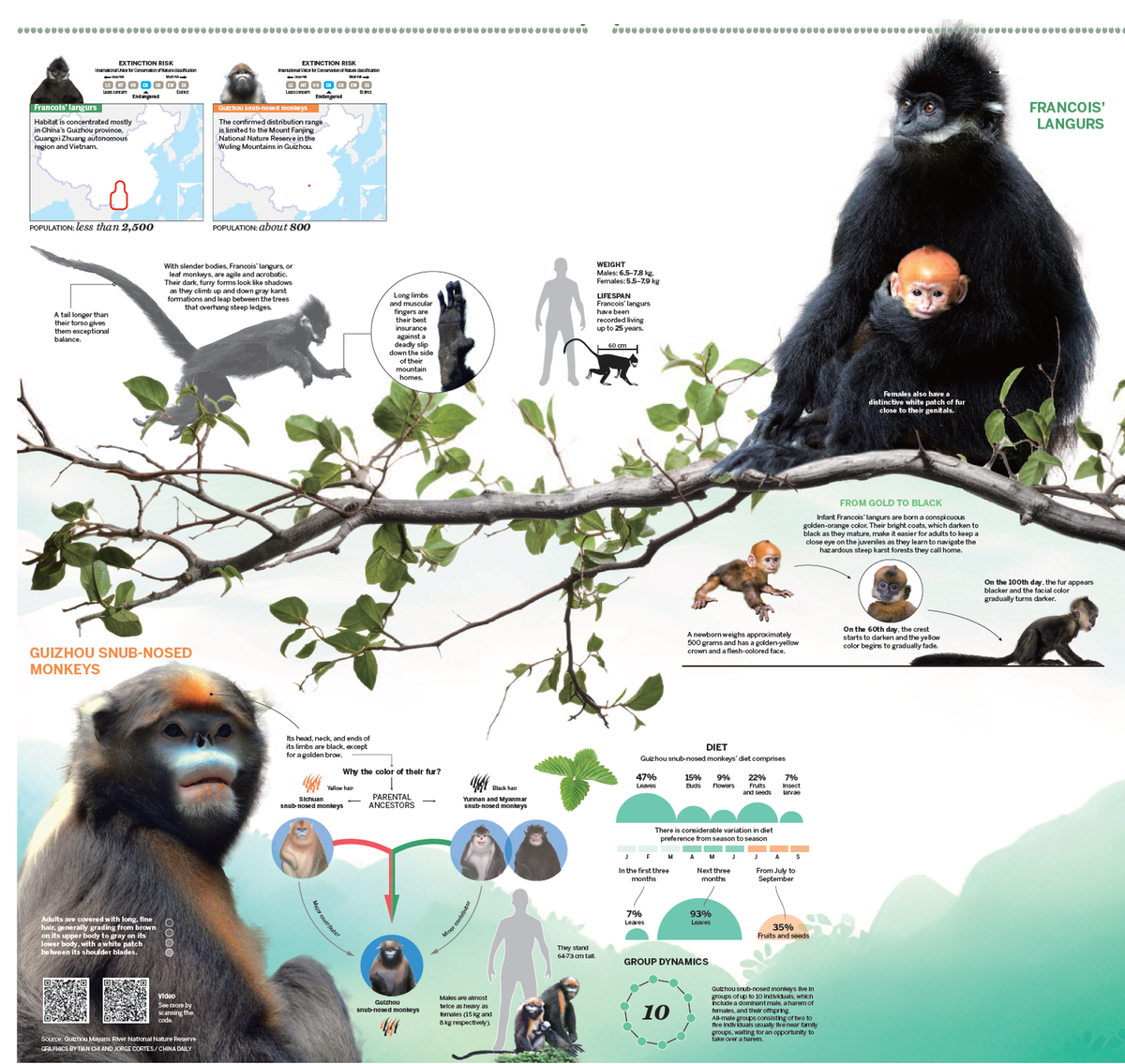Rare primates on the rise in karst mountains - Chinadaily.com.cn