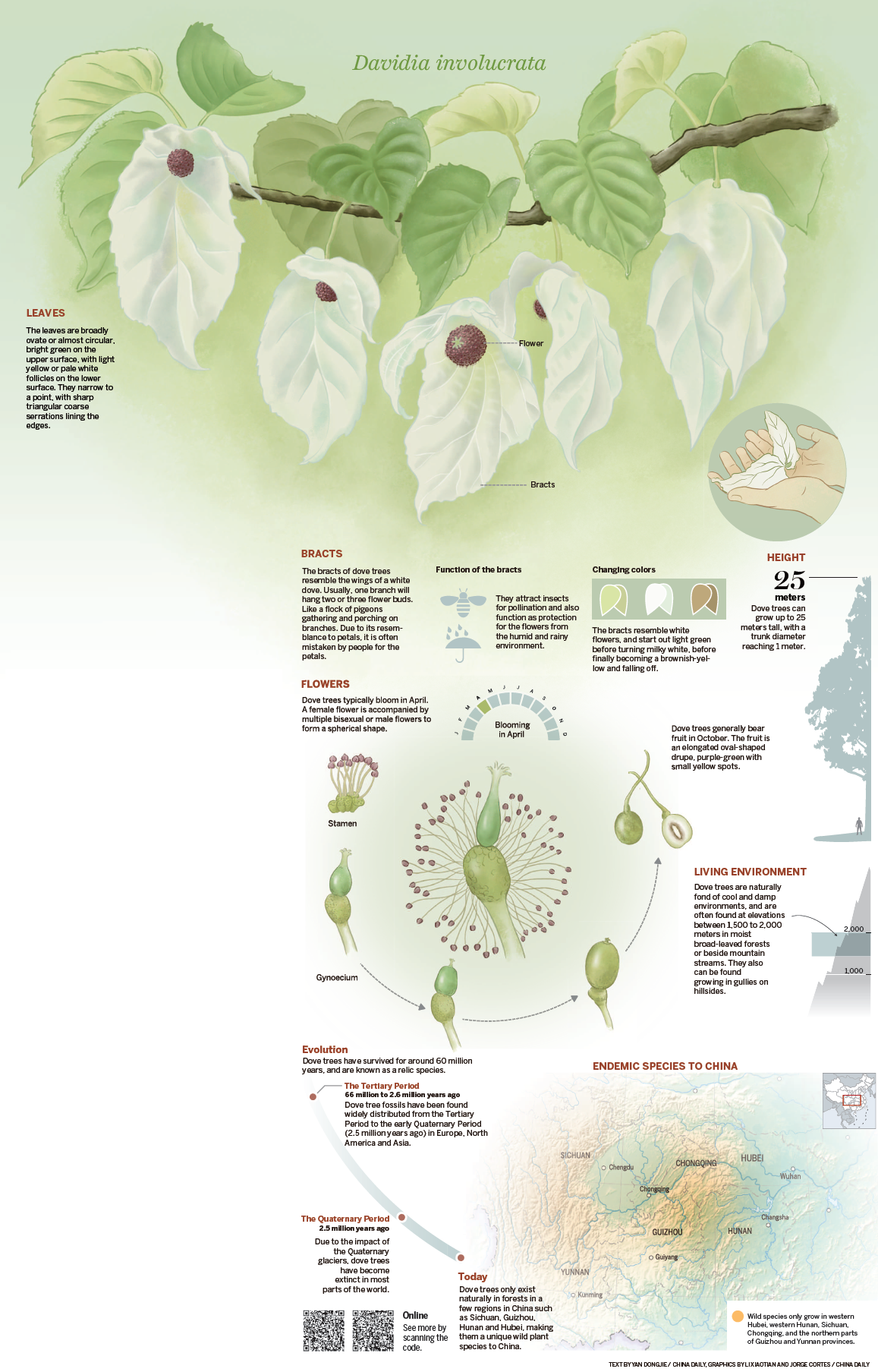 Rare dove trees flourish in Wawu - Chinadaily.com.cn