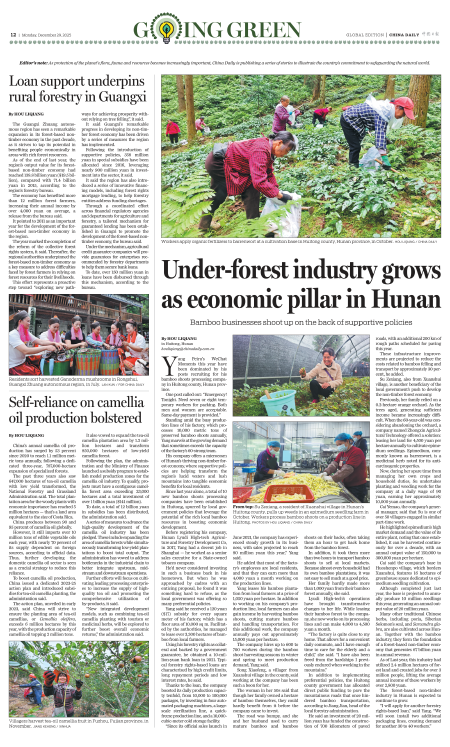 Loan support underpins rural forestry in Guangxi - Chinadaily.com.cn