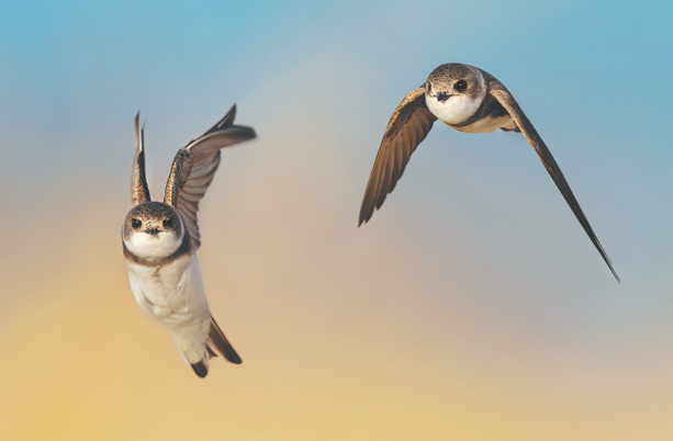 Competition goes wild for nature and science - Chinadaily.com.cn