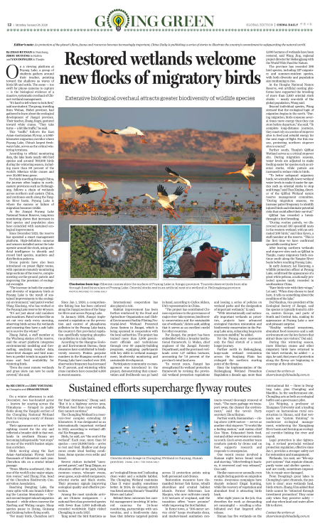 Restored wetlands welcome new flocks of migratory birds - Chinadaily.com.cn